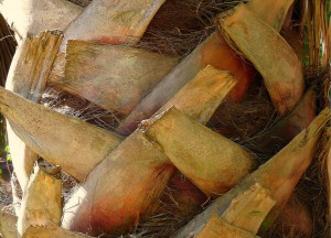 Palm Tree Skinning « Affordable Tree Service, Las Vegas, NV